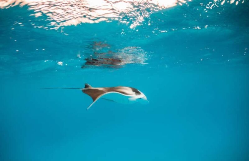 Bali/Nusa Penida: Manta Point Snorkel Boat & West Coast Tour - FAQ