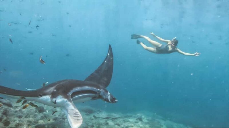 Bali/Nusa Penida: Manta Point Snorkeling & West Coast Tour - Frequently Asked Questions