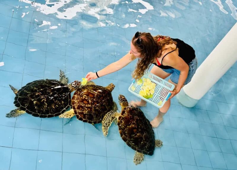 Bali: Nusa Penida: Turtle Conservation, Massive Cave Temple - Transport, Timing, and Overall Value