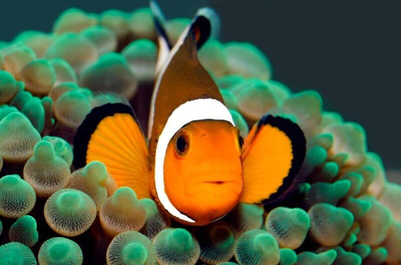 BALI: PADANG BAI DIVE TRIP WITH HOTEL TRANSFERS & LUNCH - Key Points