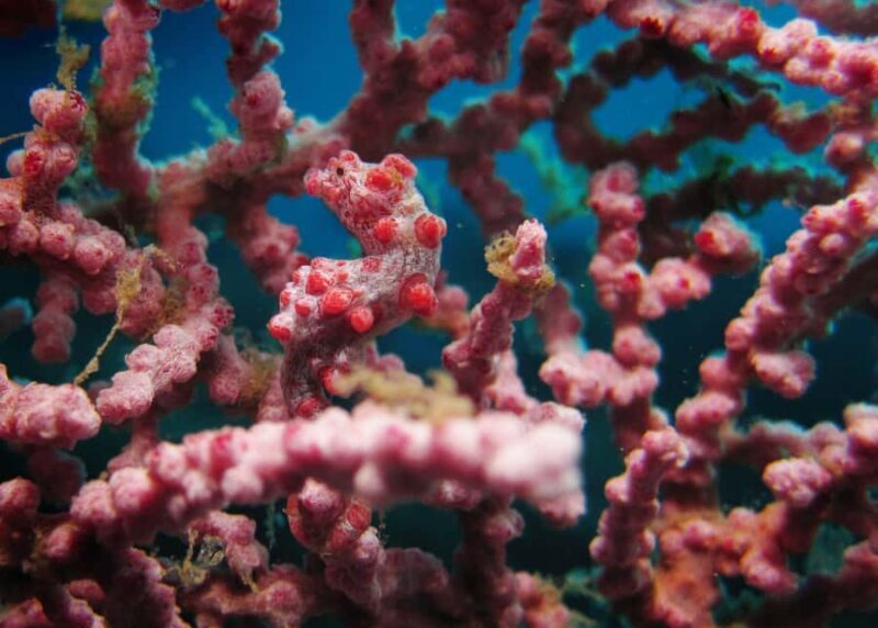 BALI: PADANG BAI DIVE TRIP WITH HOTEL TRANSFERS & LUNCH - A Closer Look at the Bali Padang Bai Dive Trip