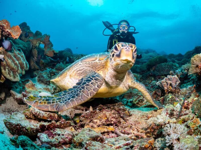 BALI: PADANG BAI DIVE TRIP WITH HOTEL TRANSFERS & LUNCH - The Sum Up: Is It Worth It?