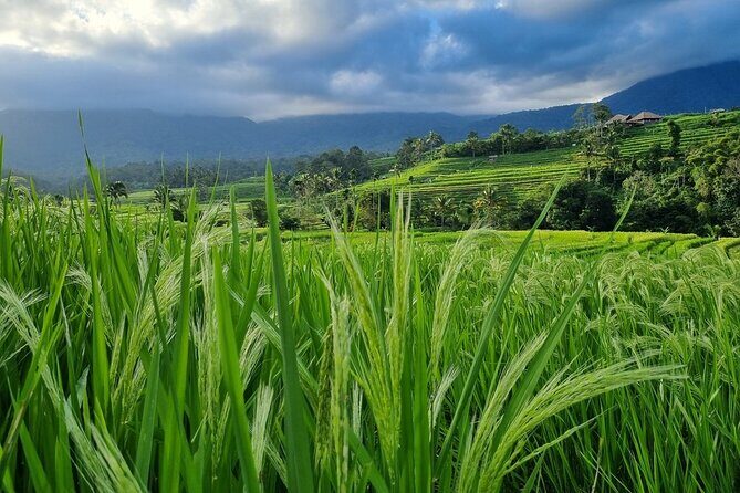Bali Palm Reading with Jatiluwih Rice Terrace Walking Tour - Exploring the Itinerary: What to Expect