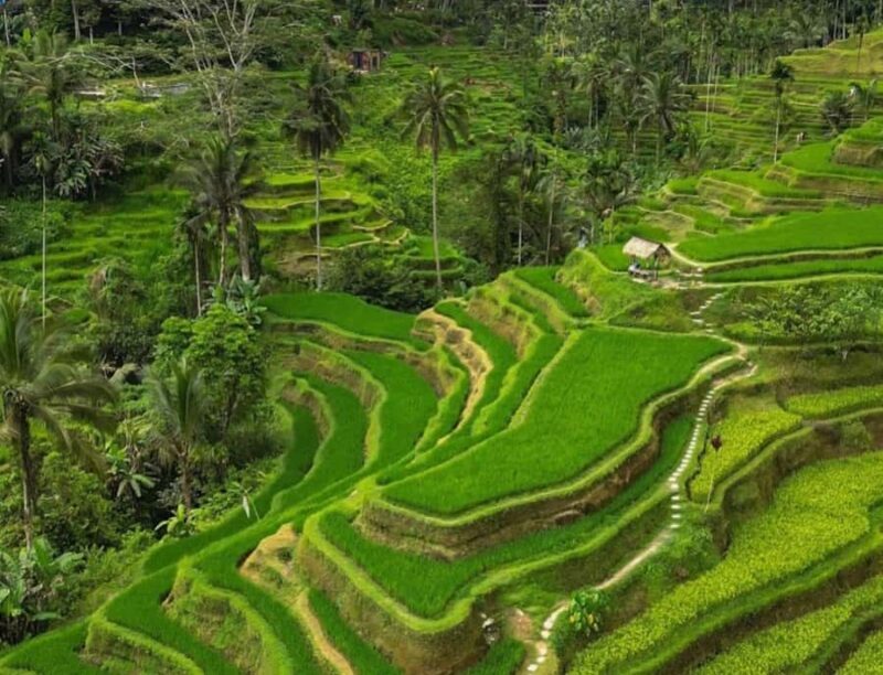 Bali: Penglipuran Village, Rice Terrace & Waterfall Tour - Who Will Love This Tour?