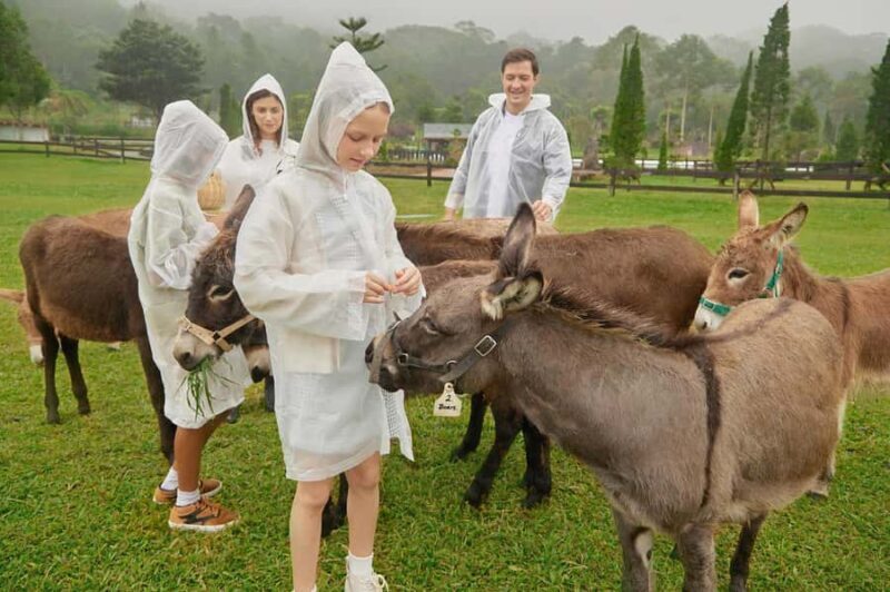 Bali: Picnic with Alpacas/Donkeys and Temple Tour - The Review from Travelers