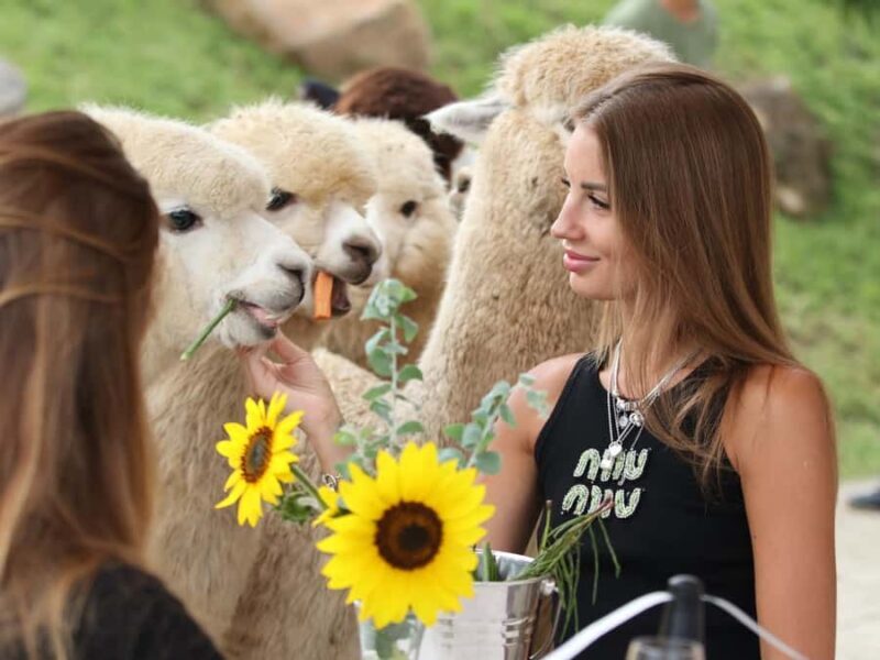 Bali: Picnic with Alpacas/Donkeys and Temple Tour - Is This Tour Worth It?