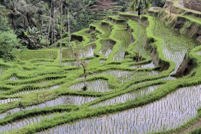 Bali Private Driver and Car for Customize Tours - Who Is This Tour Best For?