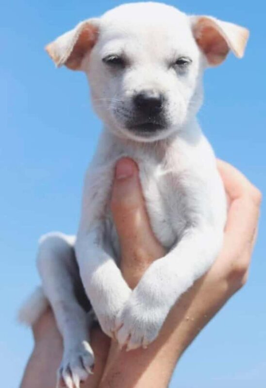 Bali: Private Puppy Therapy Experience at Your Villa - The Value of the Experience