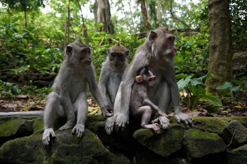 Bali: Private Sangeh Monkey Forest, Temple & Waterfall Tour - Final Thoughts: Is This Tour Right for You?