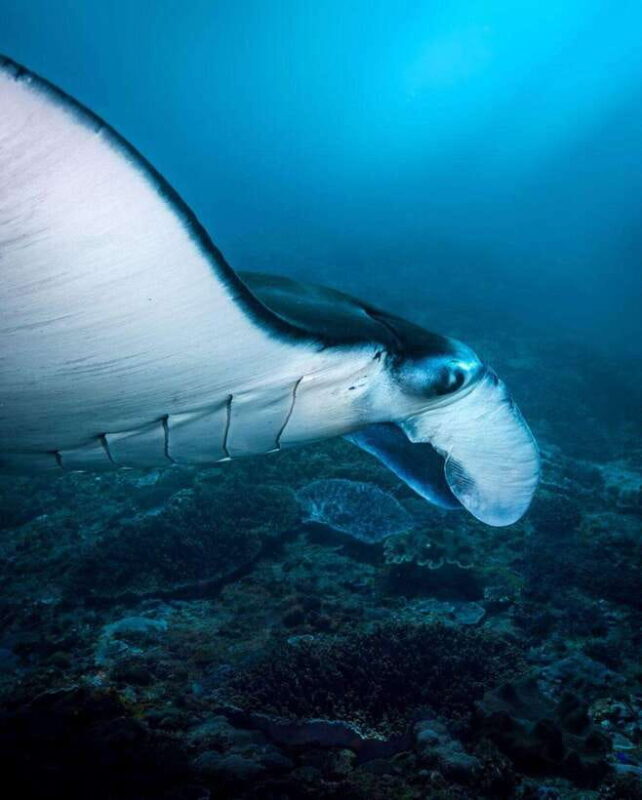 Bali: Private Snorkeling at Manta Point Nusa Penida - In The Sum Up