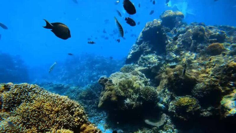 Bali: Private Snorkeling Trip to Blue Lagoon & Tanjung Jepun - Introduction: Why This Snorkeling Tour Stands Out