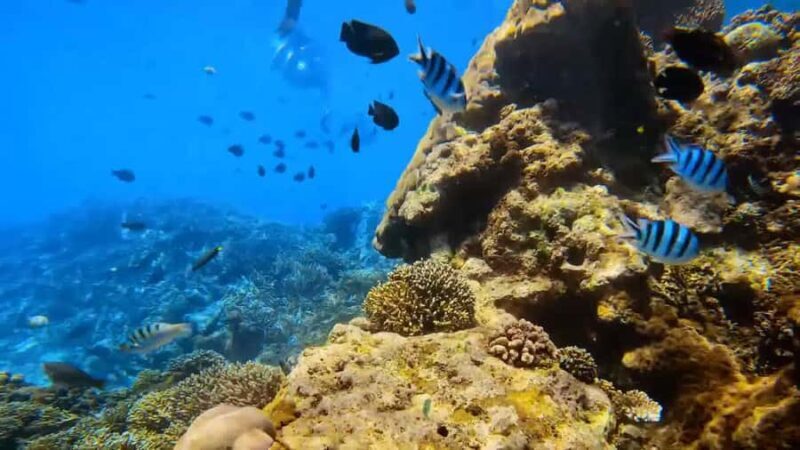 Bali: Private Snorkeling Trip to Blue Lagoon & Tanjung Jepun - Who Should Consider This Tour?