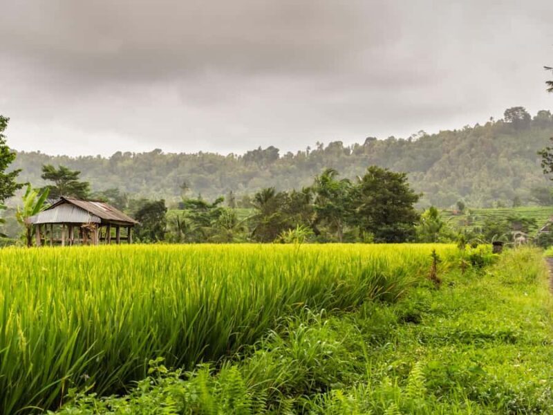 Bali: Private Waterfalls and Rice Terraces Day Trip - Who Is This Tour Best For?