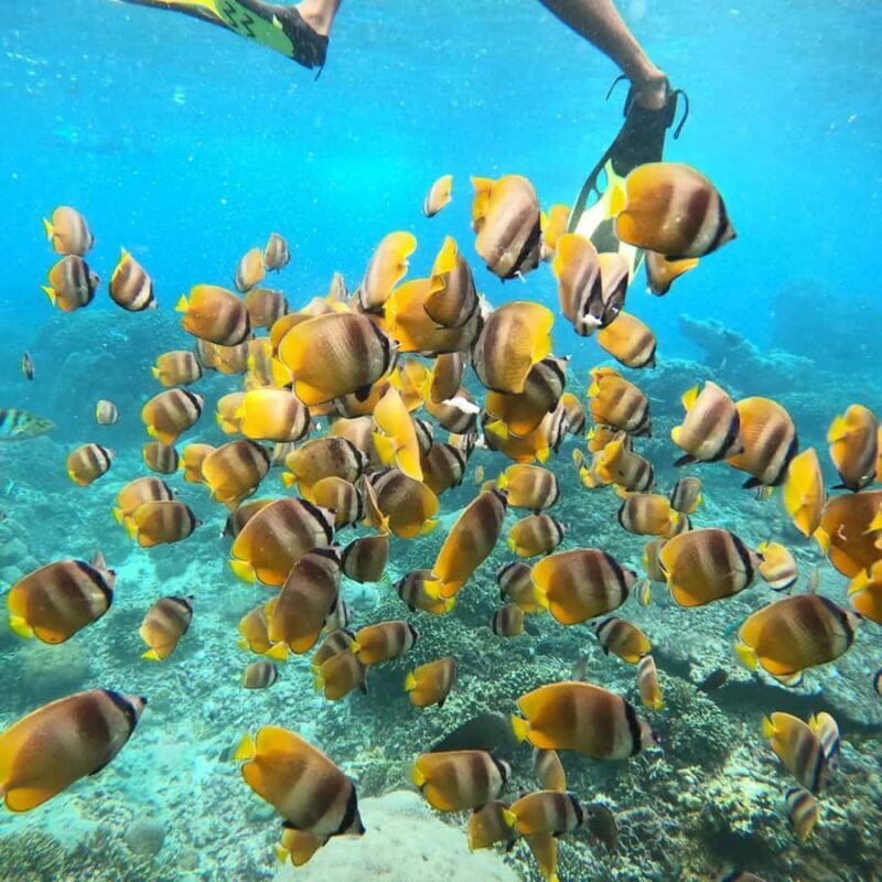 Bali: Private Yacht Snorkel at Manta Point & 2 Spots Penida - Who Might Not Find It Ideal?