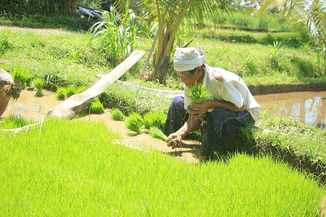 Bali Quad and Buggy Explorer Tour - Who Will Love This Tour?