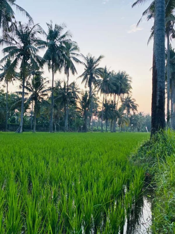 Bali: Quad Bike Adventure with Buffet Lunch - Key Points