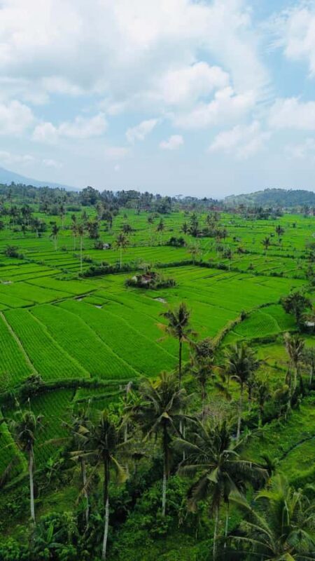 Bali: Quad Bike Adventure with Buffet Lunch - What Makes This Tour Stand Out?
