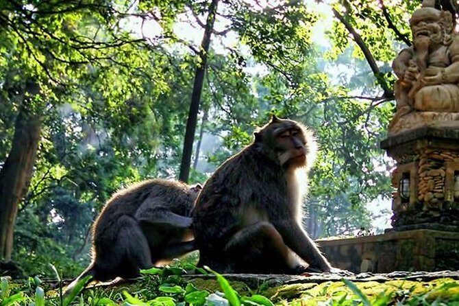 Bali Rafting and Ubud Tour - Sacred Monkey Forest Sanctuary: Close Encounters with Nature