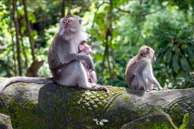 Bali Rafting and Ubud Tour - What Travelers Appreciate Most