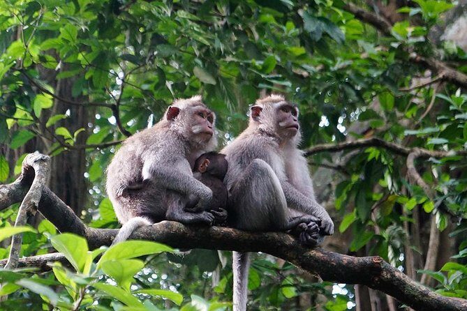 Bali Rafting, Ubud, and Jimbaran Day Tour - FAQs