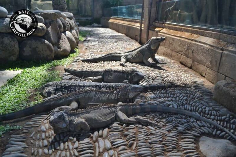 Bali Reptile Park 1-Day Admission Ticket - Key Points