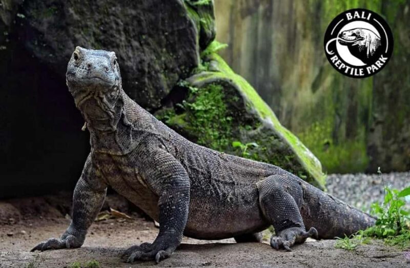 Bali Reptile Park 1-Day Admission Ticket - Pricing and Value