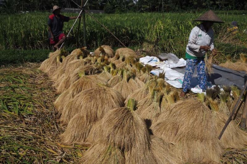 Bali: Rice Field Trip and Balinese Women Culture - An In-Depth Look at the Bali Rice Field and Women Culture Tour