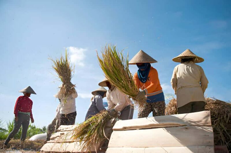 Bali: Rice Terrace Trekking & Jungle River Tubing Adventure - Key Points