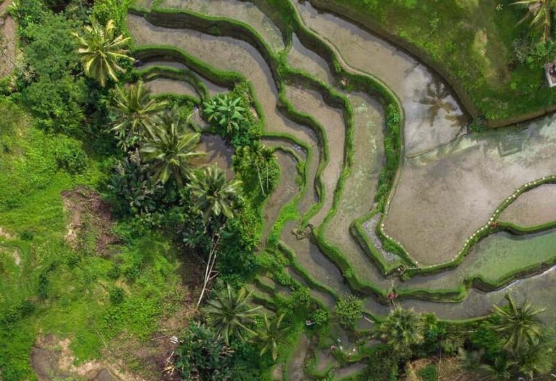 Bali: Rice Terrace & Volcano Tour with Penglipuran Village - Who Will Love This Tour?
