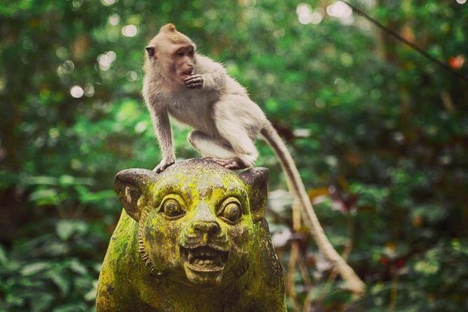 Bali Romantic: Ubud and Tanah Lot Tour - Who Will Enjoy This Tour?