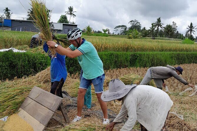 Bali Rural Eco Private Bike Tour in Ubud with Lunch - Key Points