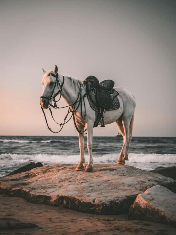 Bali: Saba Beach Premium Horseback Riding Experience - The Experience: What Makes it Special