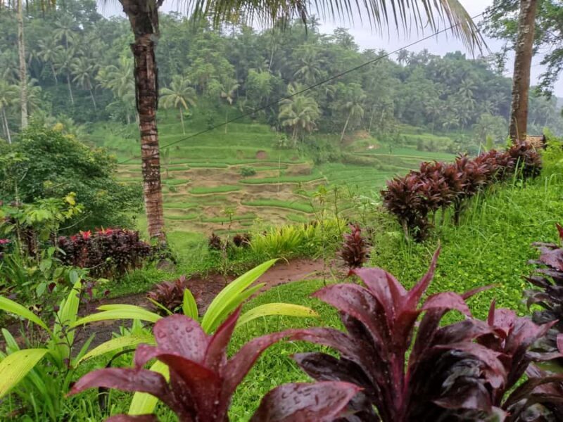 Bali: Sacred Monkey Forest, Rice Terraces & Ritual Tour - Key Points