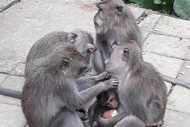 Bali : Sacred Temple Tanah lot,Taman Ayun & Uluwatu - Tanah Lot: Bali’s Iconic Oceanfront Temple