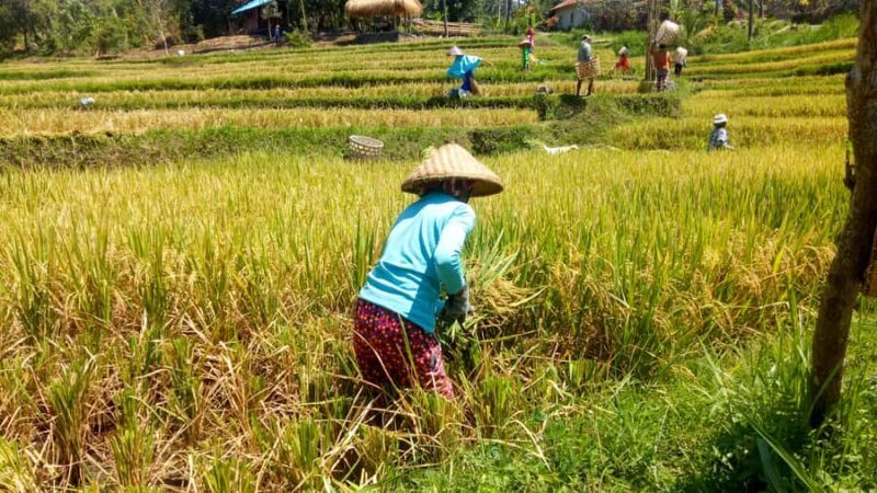 Bali: Sambangan Waterfalls Trekking, Sliding, & Jumping Trip - FAQ