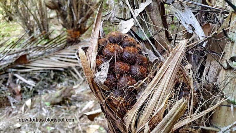 Bali: Samsara Living Museum, Balinese life cycle - Introduction to the Bali Cultural Tour