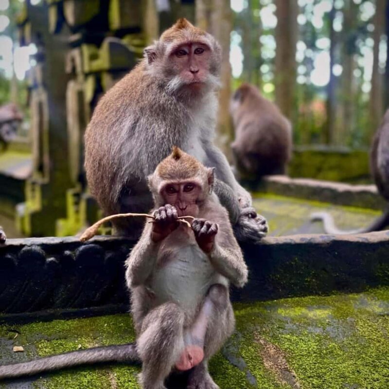 Bali: Sangeh Monkey Forest, Chocolate Factory & Temple Tour - What Makes This Tour Stand Out?