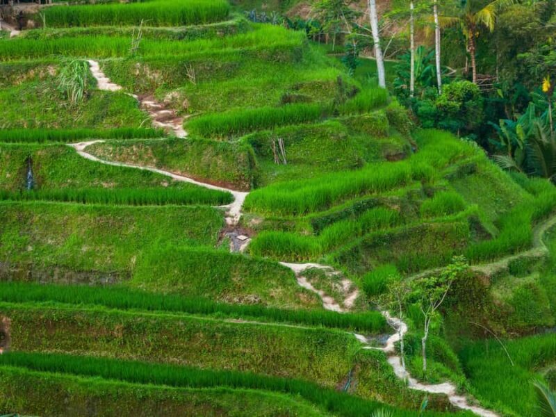 Bali: Sangeh, Taman Mumbul & Jatiluwih Private Day Tour - Who Will Love This Tour?
