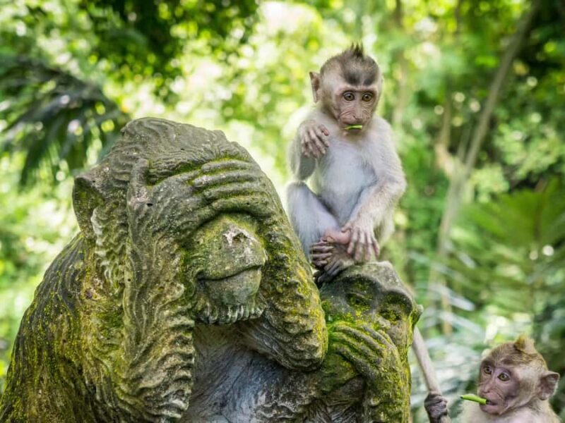 Bali: Sangeh, Taman Mumbul & Jatiluwih Private Day Tour - FAQ