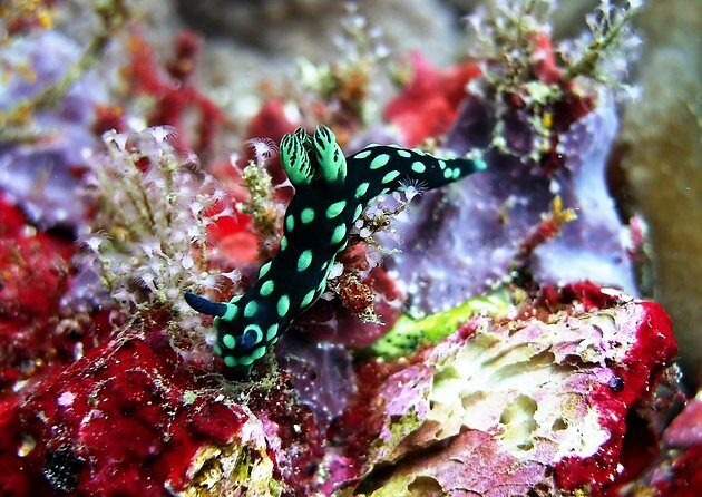 Bali Scuba Diving at Padang Bai for Certified Diver - Why This Tour Stands Out