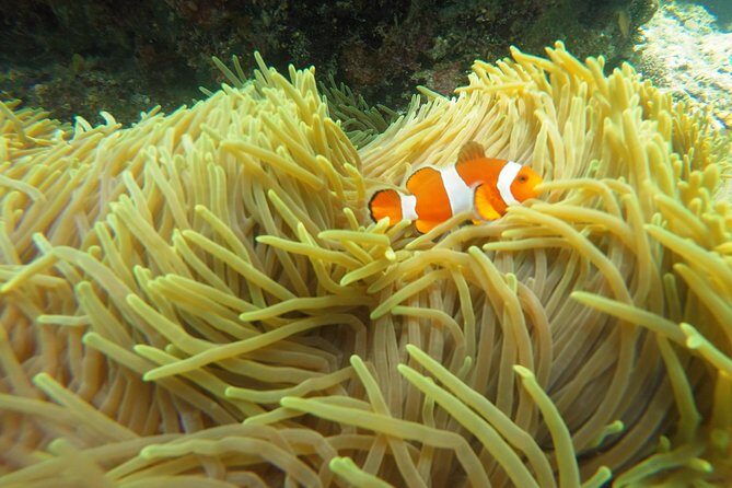 Bali Scuba Diving at Padang Bai for Certified Diver - Practical Tips for Future Divers