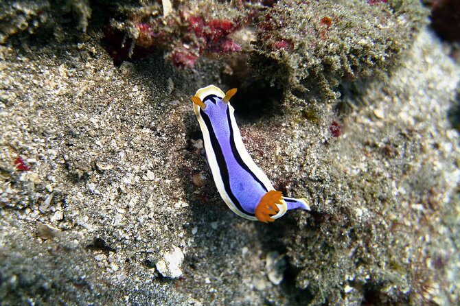 Bali Scuba Diving at Padang Bai for Certified Diver - Is This Tour Right for You?