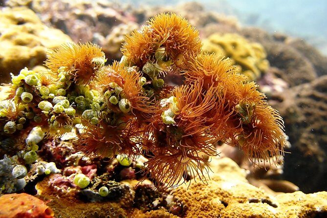 Bali Scuba Diving at Padang Bai for Certified Diver - FAQ