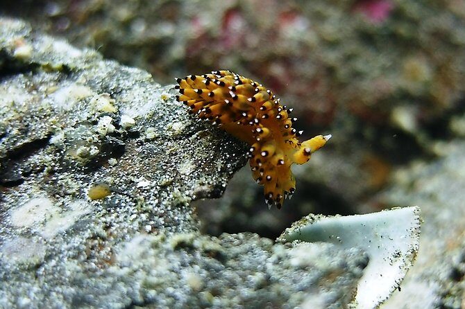 Bali Scuba Diving trip at Tulamben for Certified Diver - The Sum Up: Who Should Book This Experience?