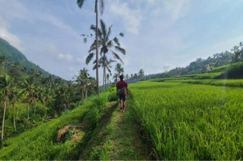 Bali: sekumpul Waterfalls, Rice Terraces, and fuji waterfall - What the Reviews Say