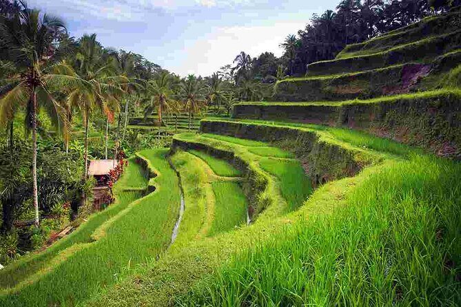 Bali Sightseeing Tours and Tegenungan Waterfall - The Real-World Value
