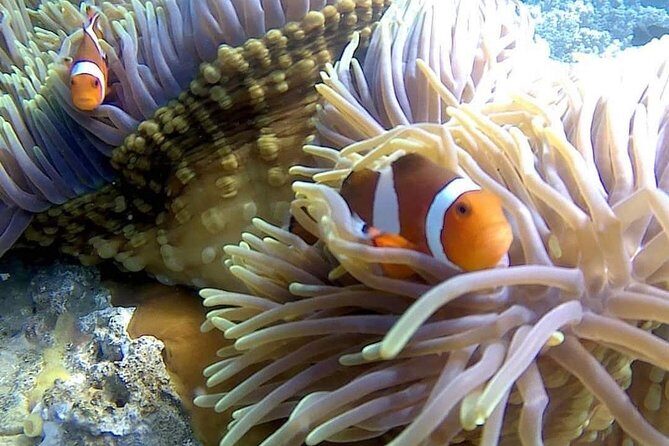 Bali Snorkeling at Blue Lagoon include private transport - Why This Tour Stands Out