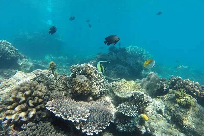 Bali Snorkeling at Blue Lagoon include private transport - Transport and Convenience