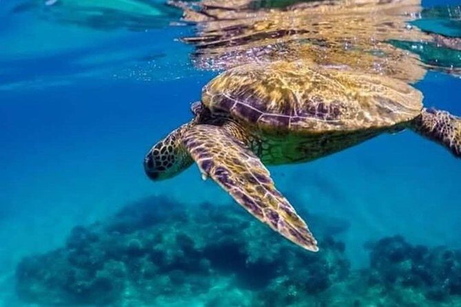 Bali Snorkeling at Blue Lagoon include private transport - The Food and Rest Element