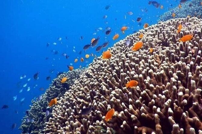Bali Snorkeling at Blue Lagoon include private transport - What Do the Reviews Say?